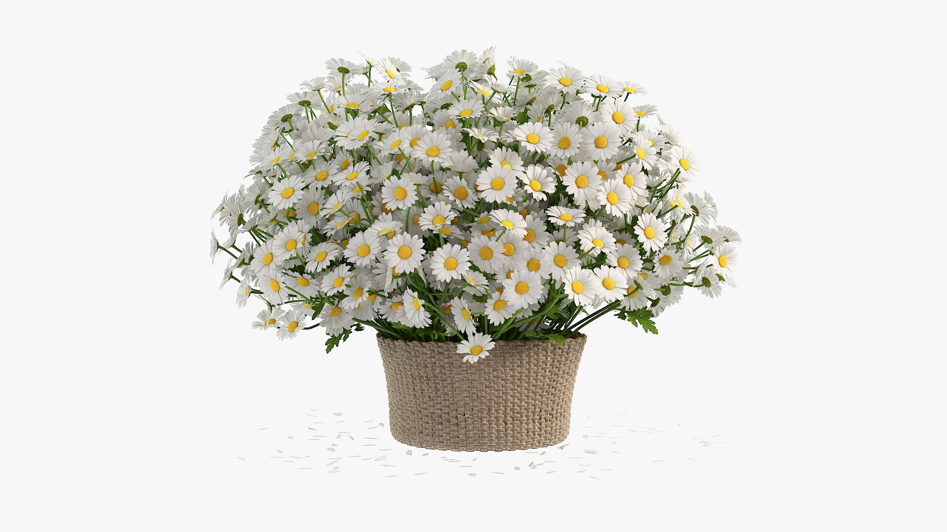 3D Chamomile Model - TurboSquid 1602336