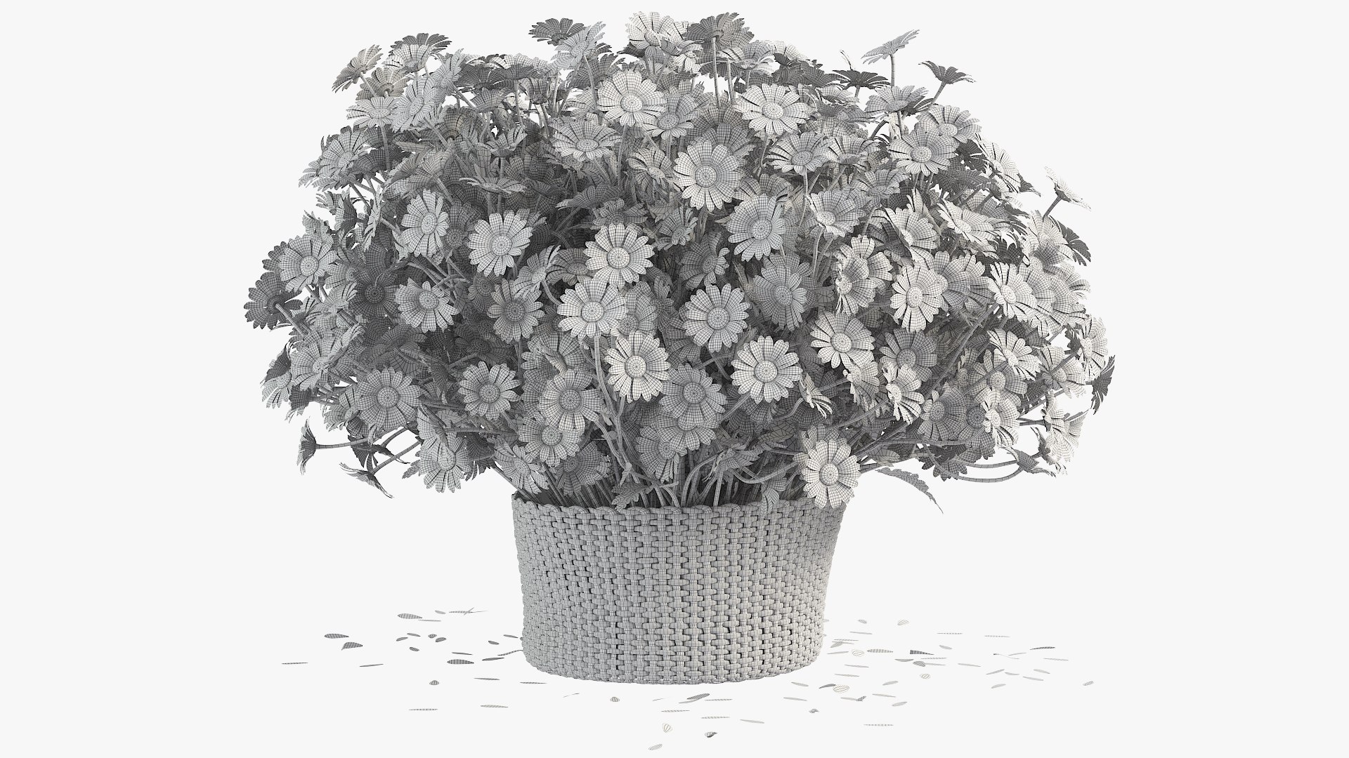 3D Chamomile Model - TurboSquid 1602336