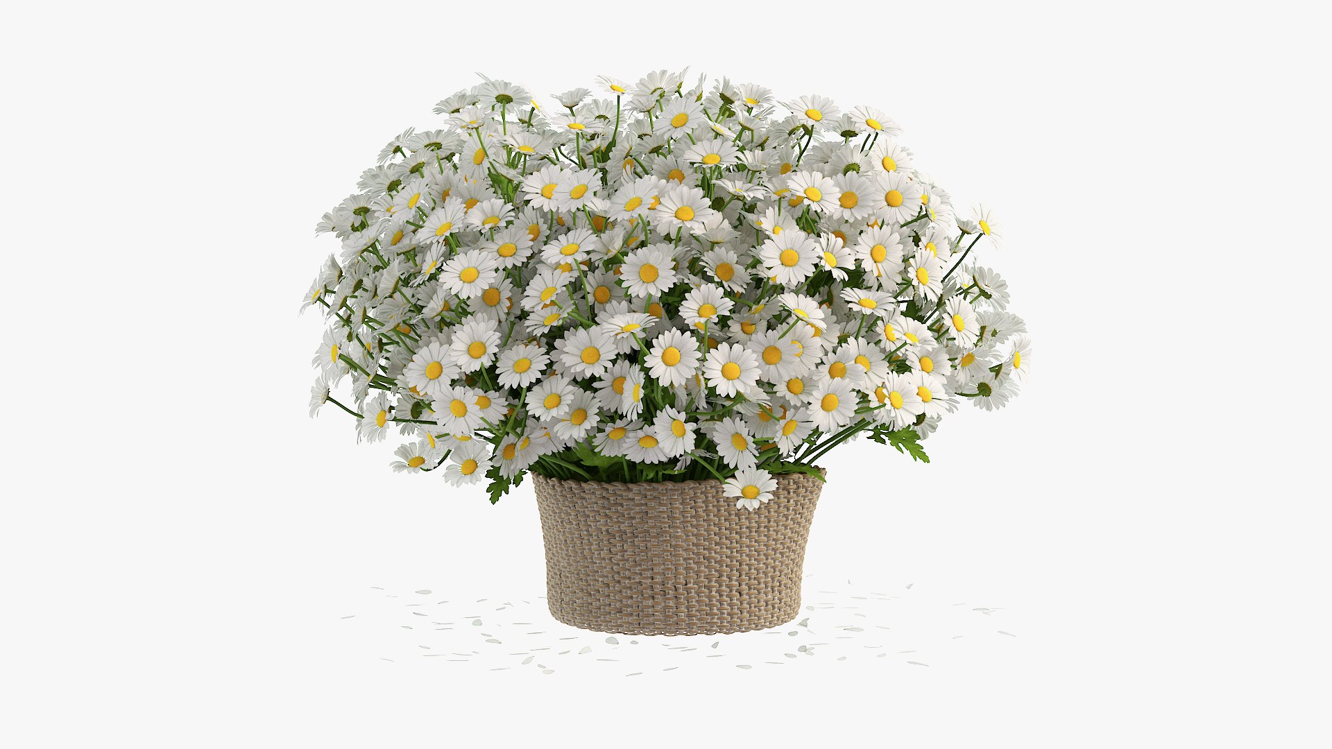 3D Chamomile Model - TurboSquid 1602336