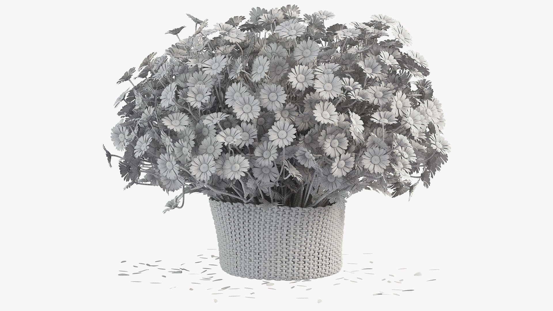 3D Chamomile Model - TurboSquid 1602336