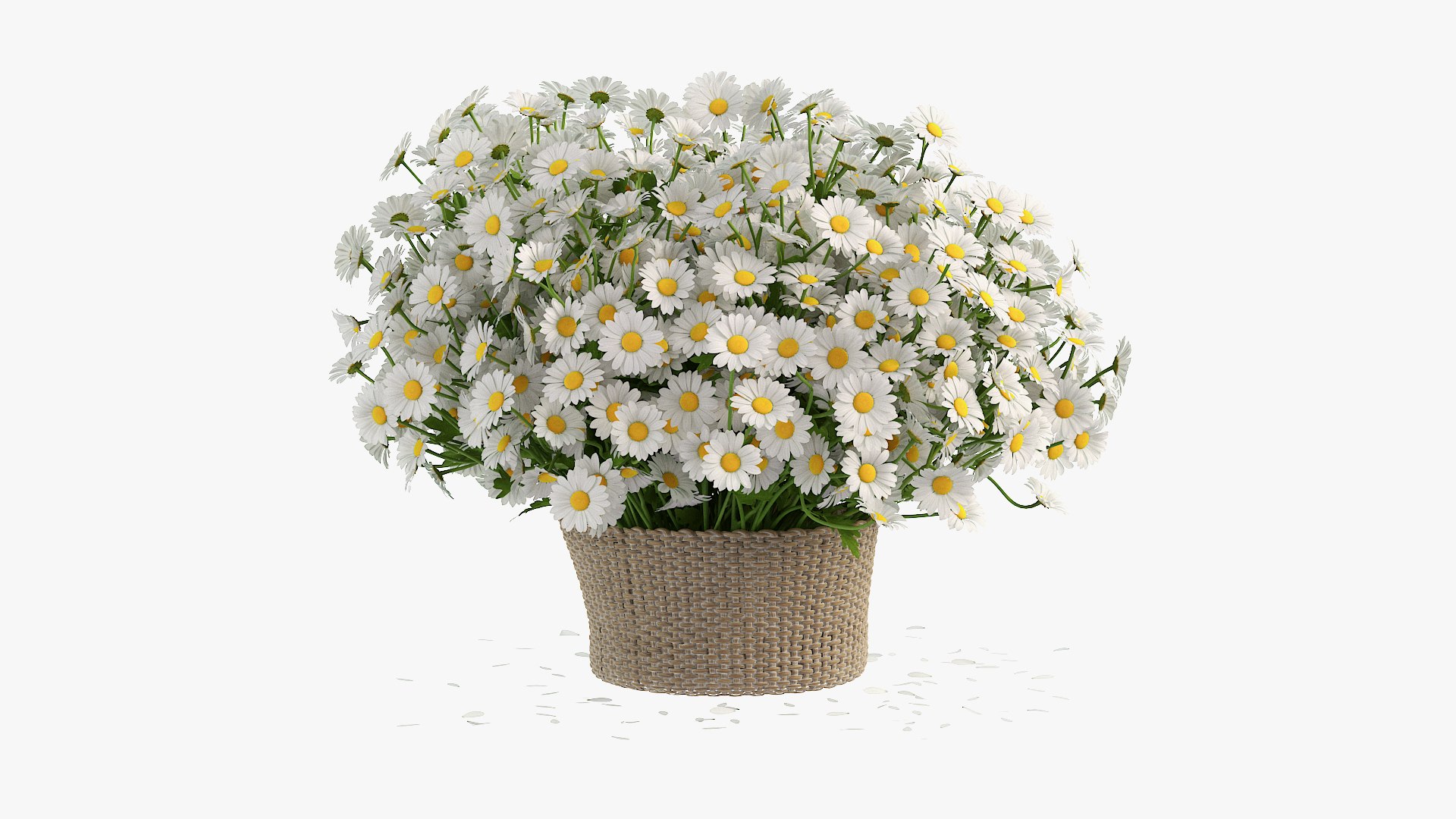 3D Chamomile Model - TurboSquid 1602336