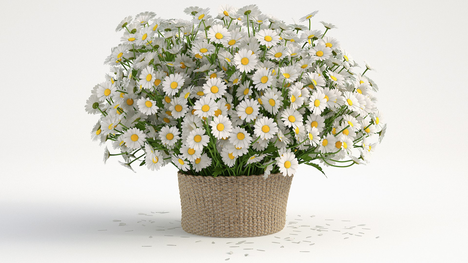 3D Chamomile Model - TurboSquid 1602336