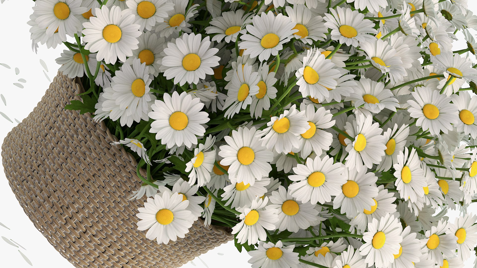 3D Chamomile Model - TurboSquid 1602336