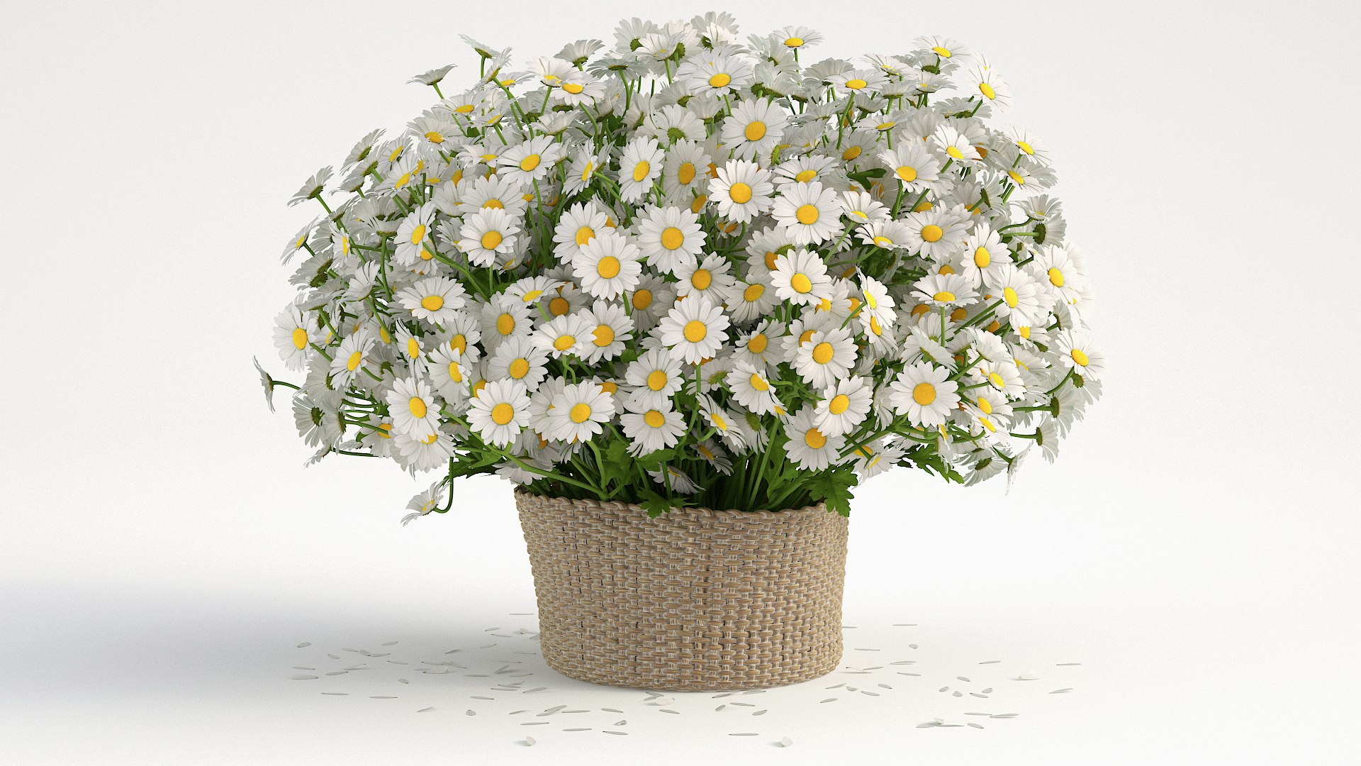 3D Chamomile Model - TurboSquid 1602336