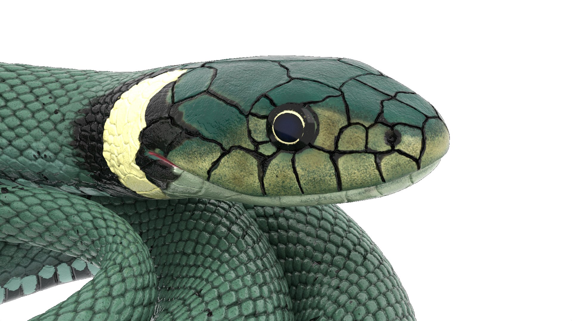 3D Model Grass Snake Green Rigged - TurboSquid 2248811