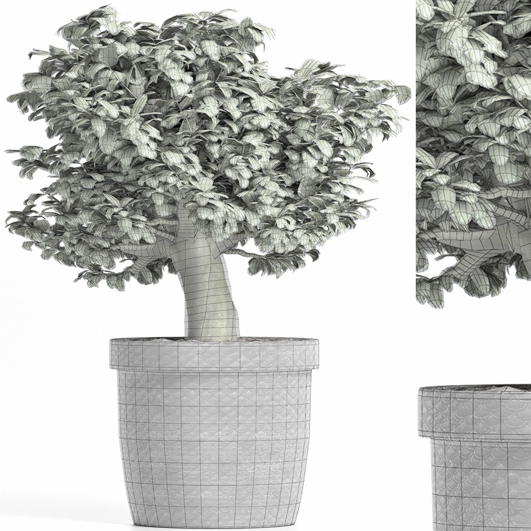 Tree Model - TurboSquid 1685047