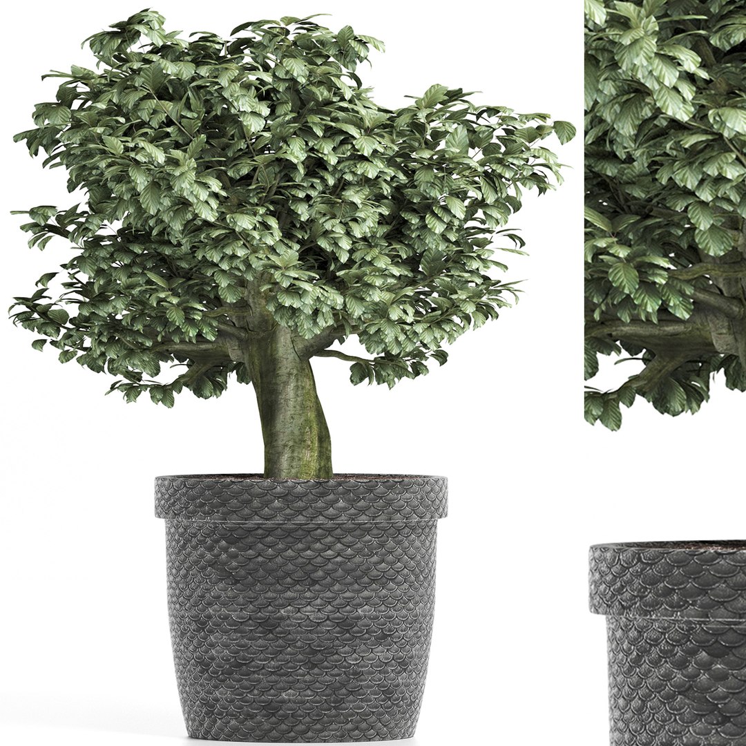 Tree Model - TurboSquid 1685047