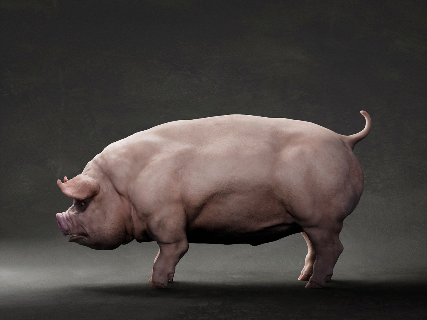3D Pig Model - TurboSquid 1820621