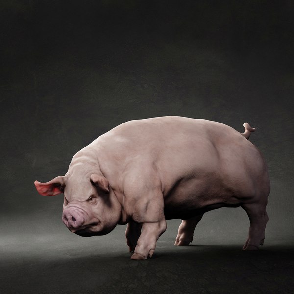Pig 3D Models for Download | TurboSquid