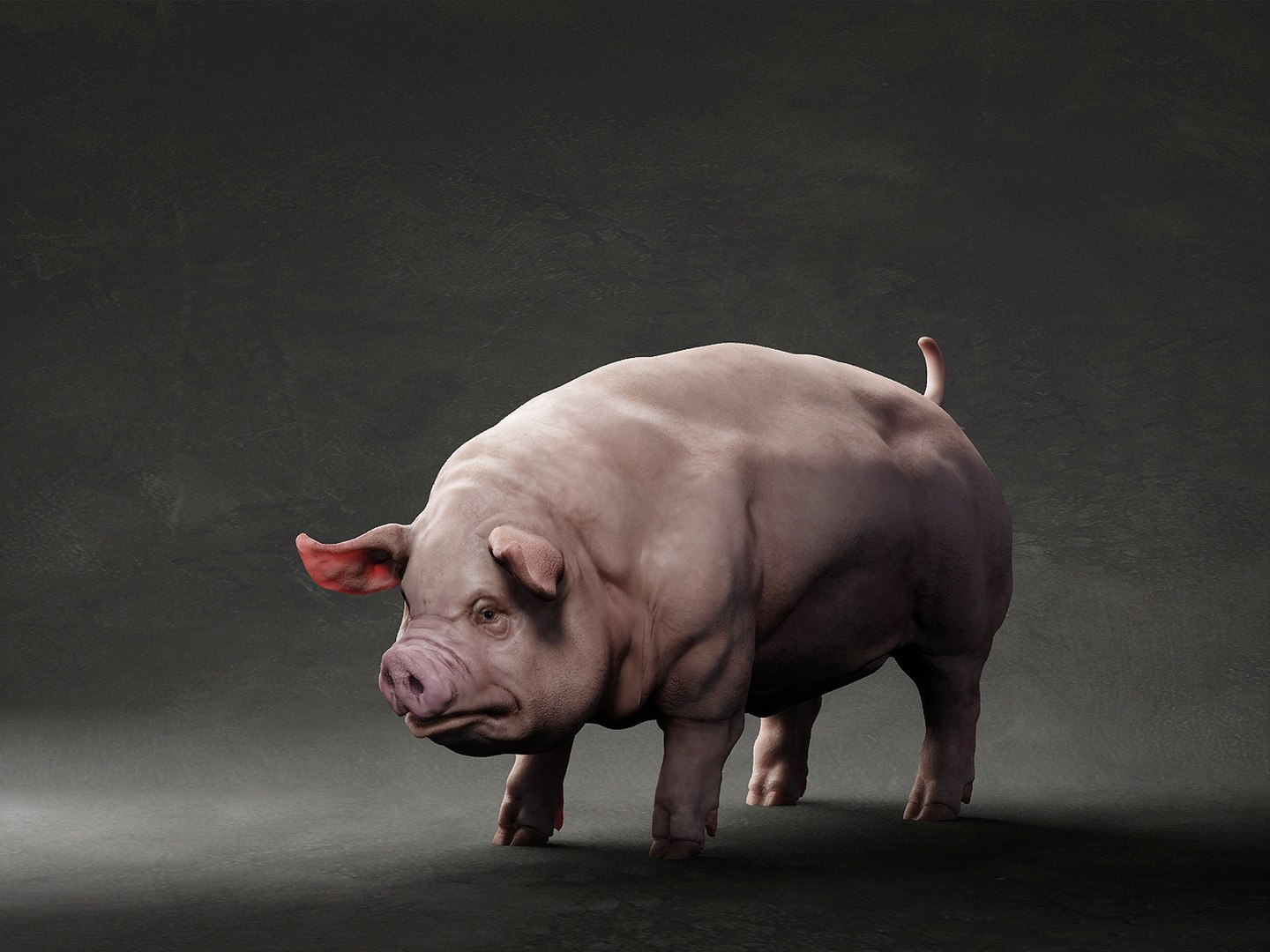 3D Pig Model - TurboSquid 1820621