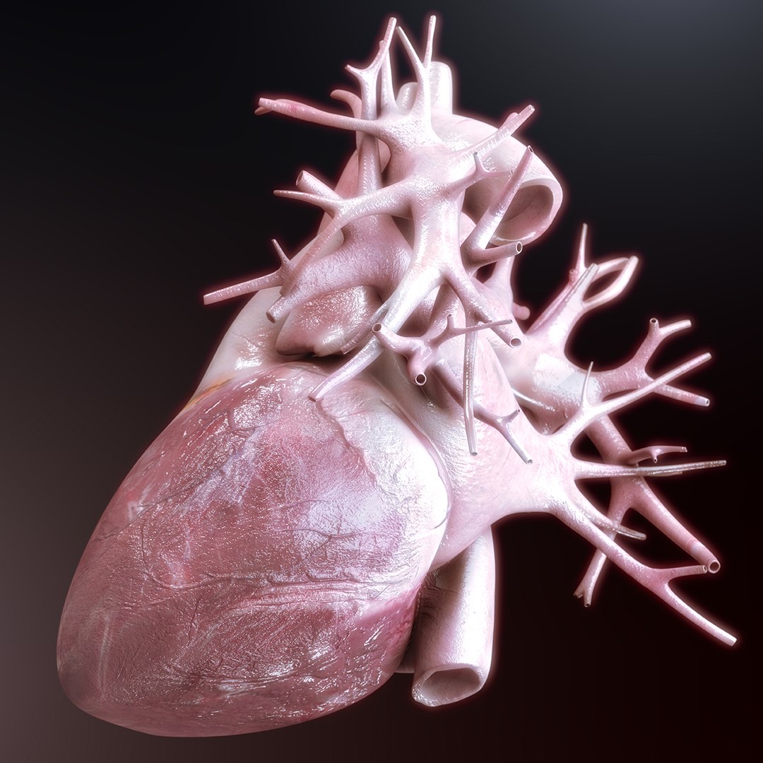 Realistic Human Heart 3d Model