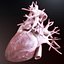 Realistic Human Heart 3d Model