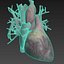 Realistic Human Heart 3d Model