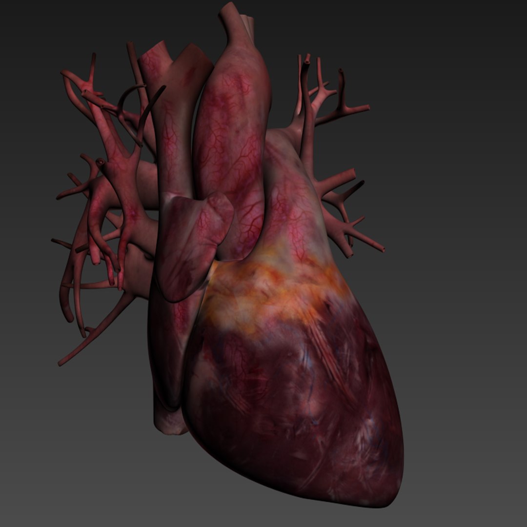 Realistic Human Heart 3d Model