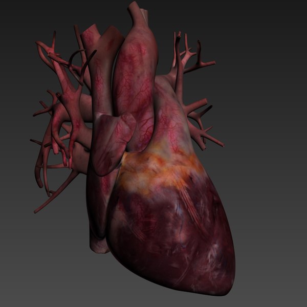 realistic human heart 3d model