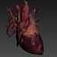 Realistic Human Heart 3d Model