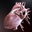 Realistic Human Heart 3d Model