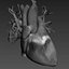 Realistic Human Heart 3d Model