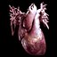 Realistic Human Heart 3d Model