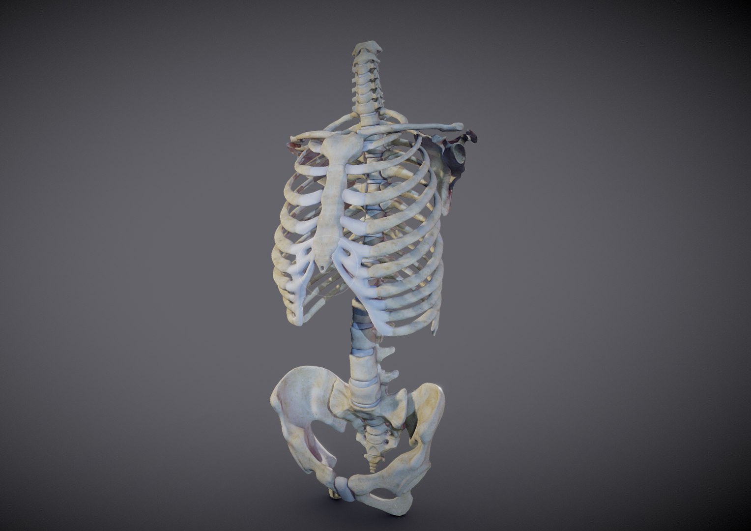 Human Torso Skeleton 3D Model - TurboSquid 1370219