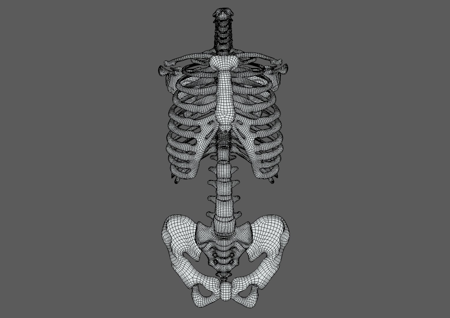 Human Torso Skeleton 3D Model - TurboSquid 1370219