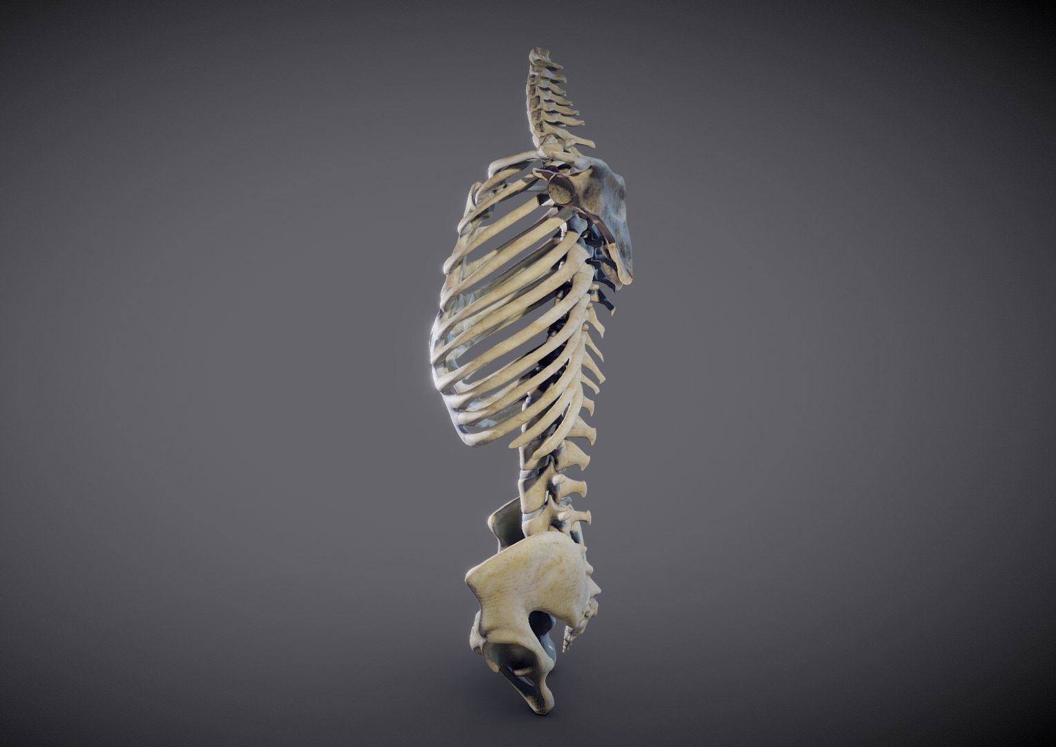 Human Torso Skeleton 3D Model - TurboSquid 1370219