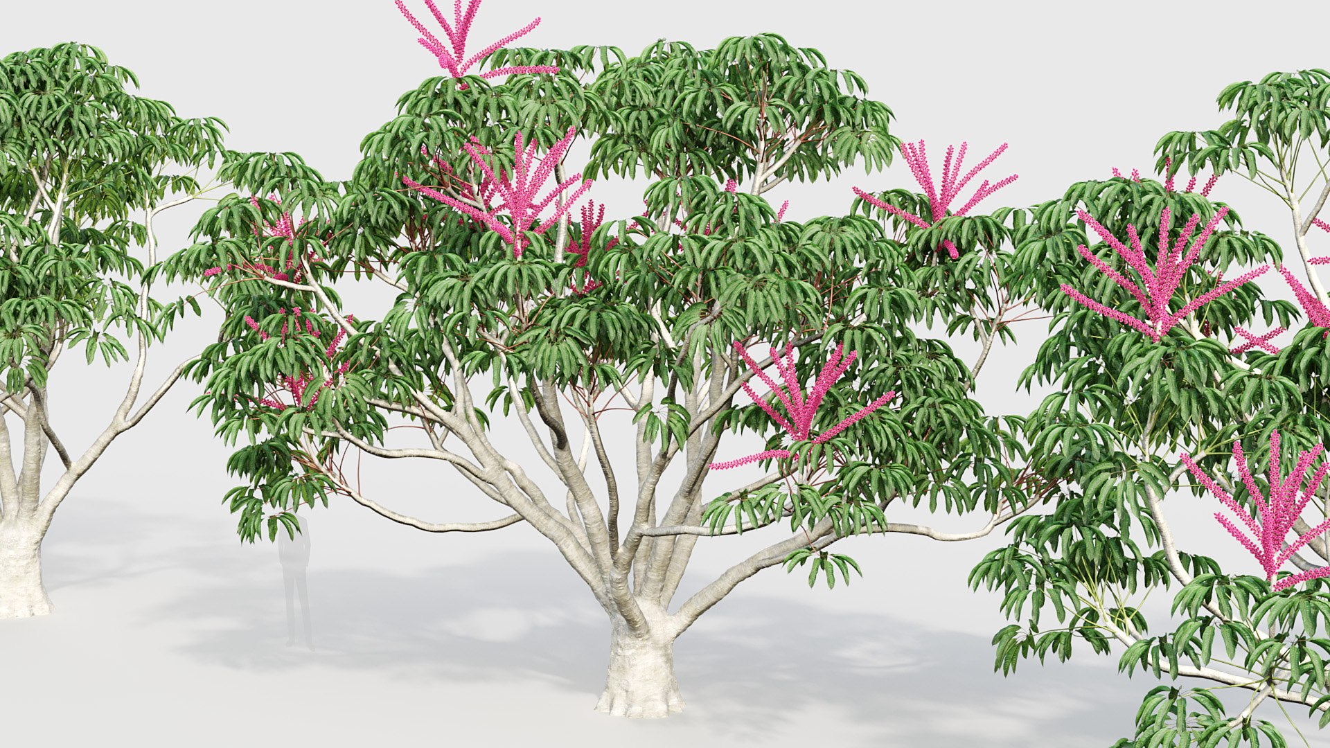Schefflera Actinophylla Umbrella Tree 3D Model 3D Model - TurboSquid ...