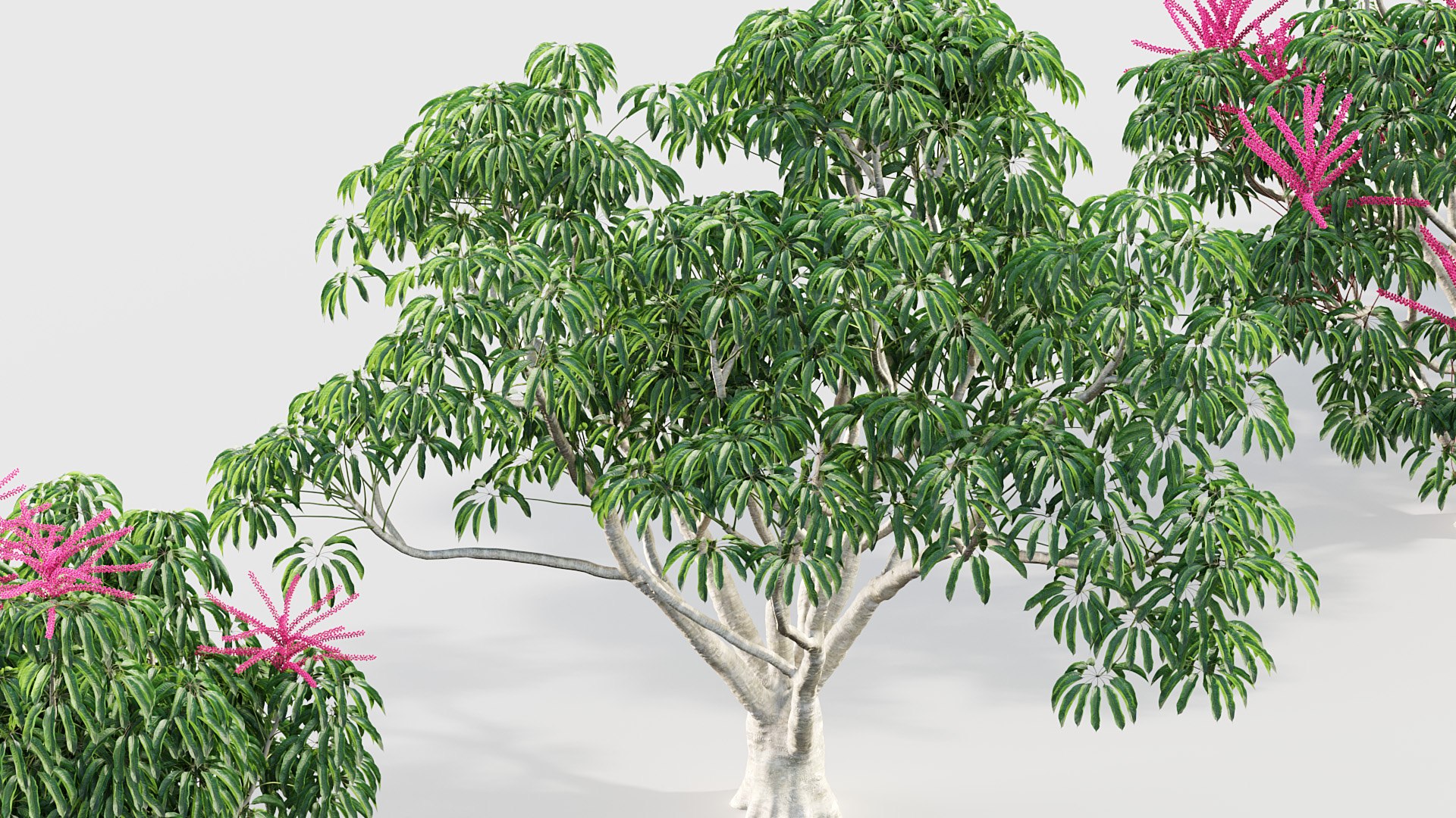 Schefflera Actinophylla Umbrella Tree 3D Model 3D Model - TurboSquid ...