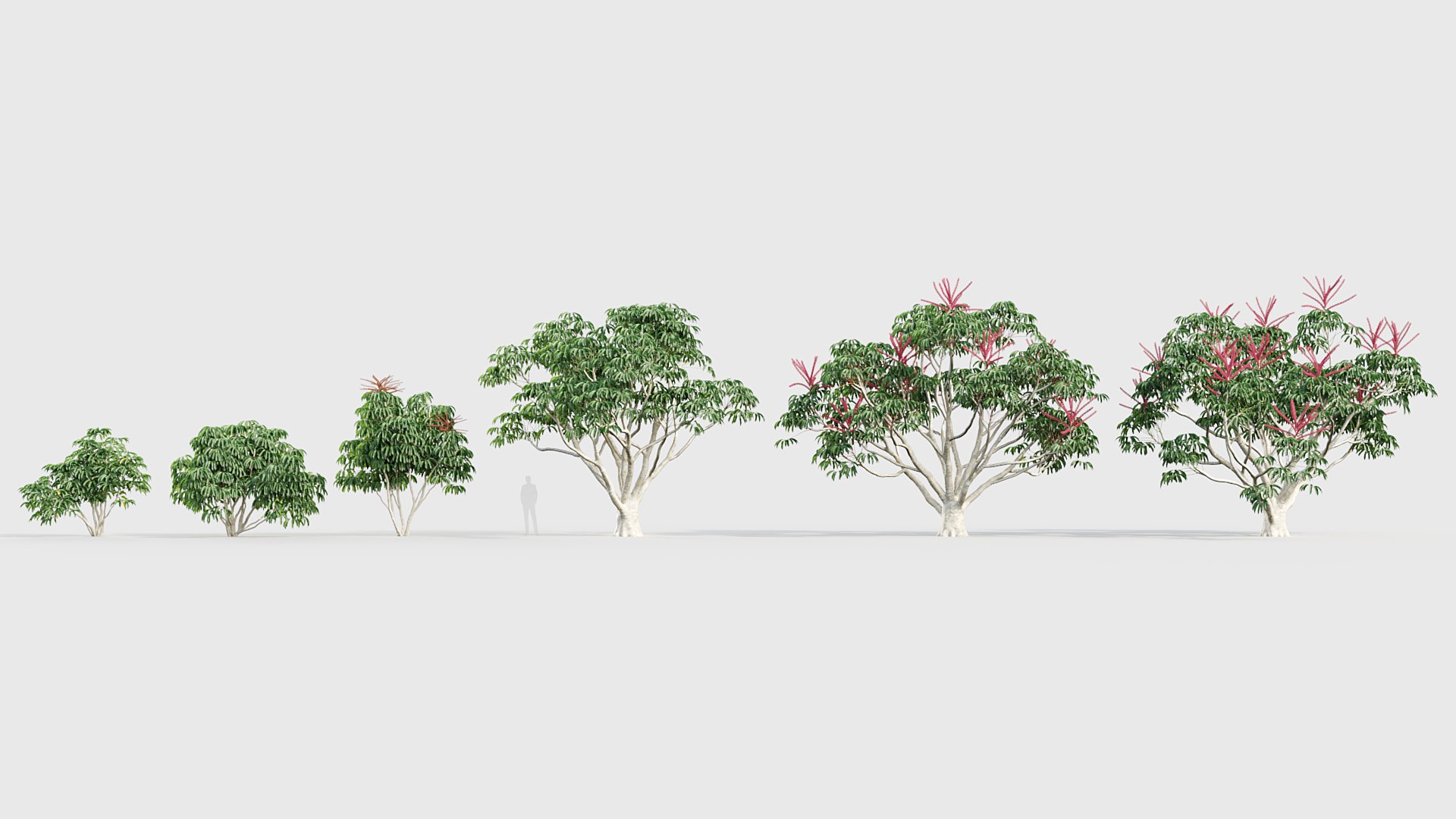 Schefflera Actinophylla Umbrella Tree 3D Model 3D Model - TurboSquid ...