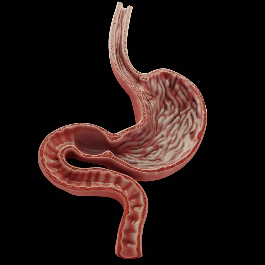 3D Model Modeled Human Stomach - TurboSquid 1644623
