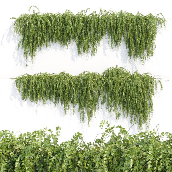 3D Hanging wall creeper plants collection vol 7 - TurboSquid 2003597