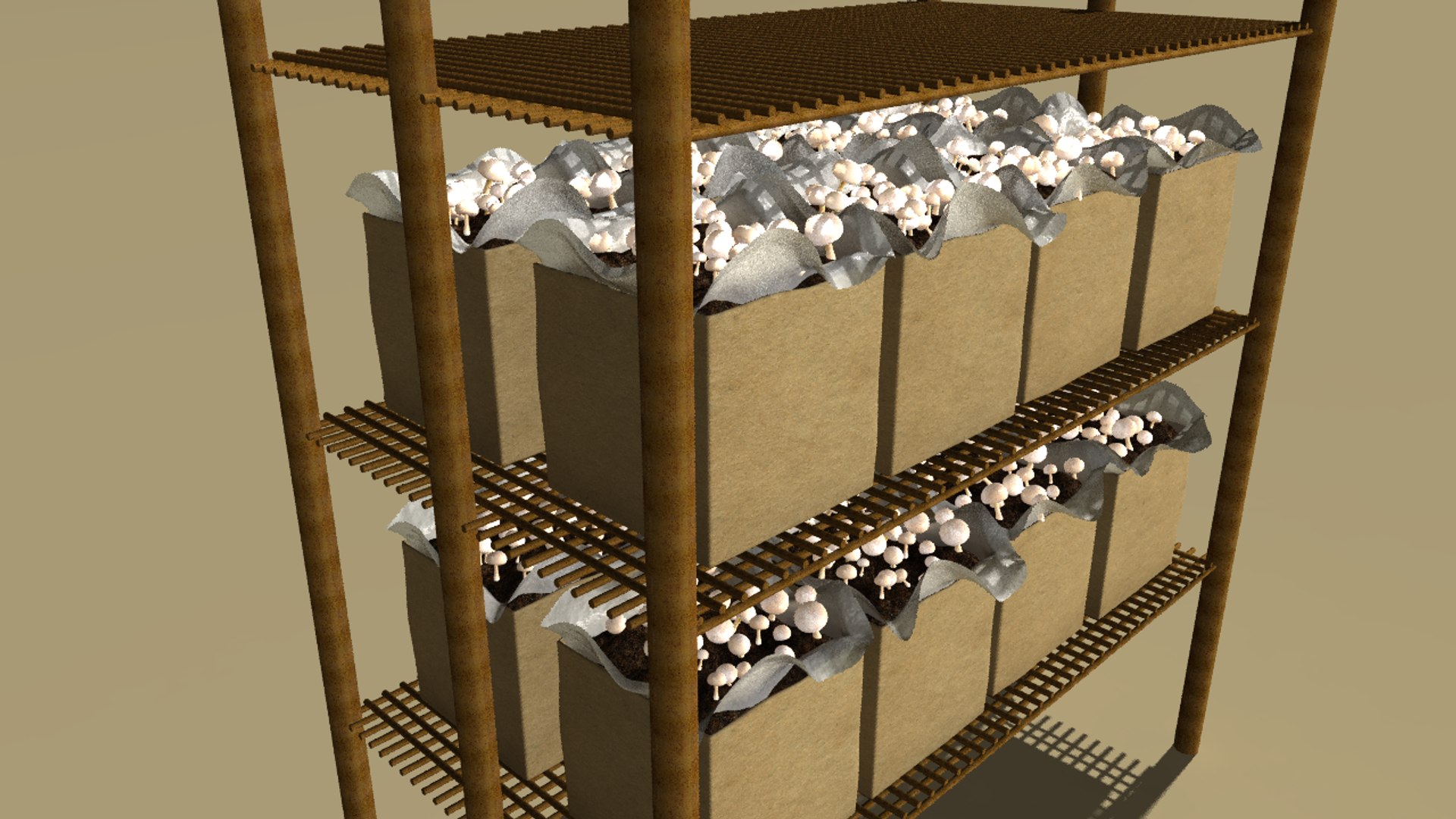 mashroom culture 3d ma