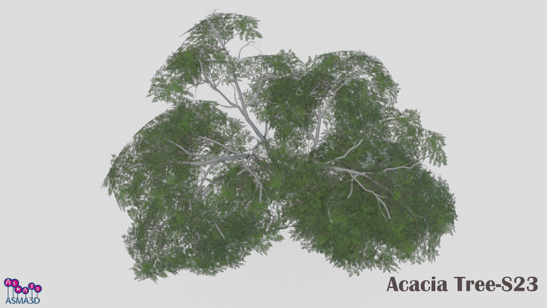3D Acacia Tree-S23 Model - TurboSquid 2202516