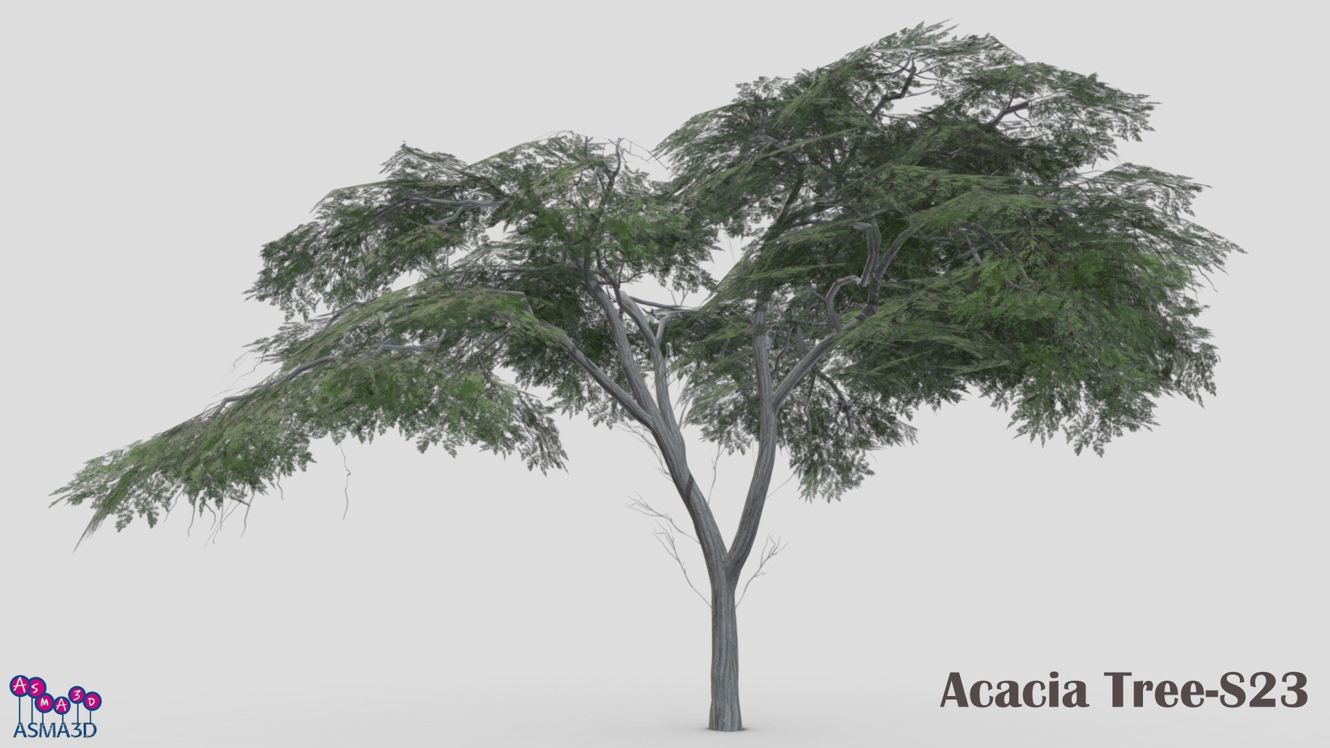 3D Acacia Tree-S23 Model - TurboSquid 2202516