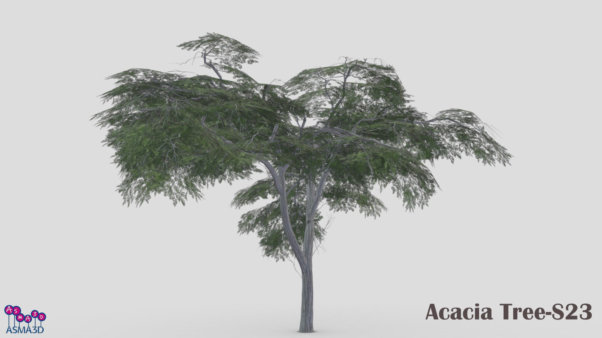 3D Acacia Tree-S23 Model - TurboSquid 2202516
