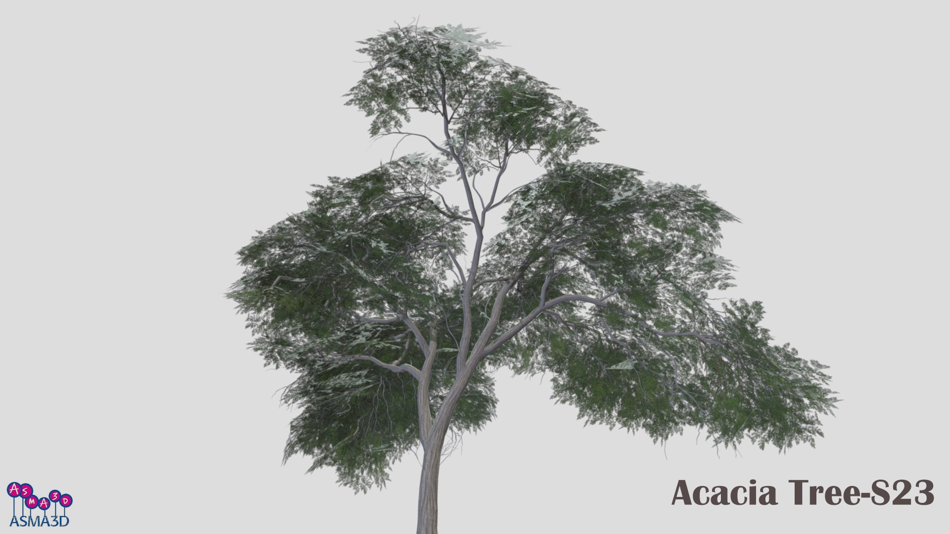 3D Acacia Tree-S23 Model - TurboSquid 2202516