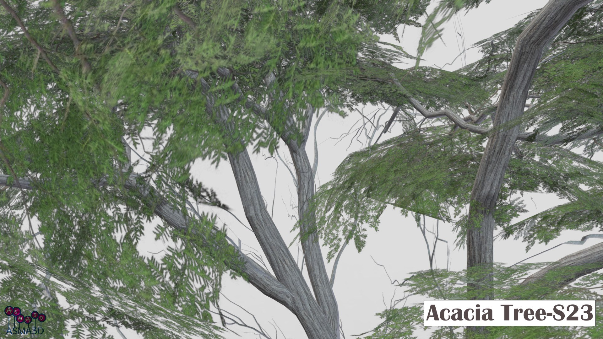3D Acacia Tree-S23 Model - TurboSquid 2202516