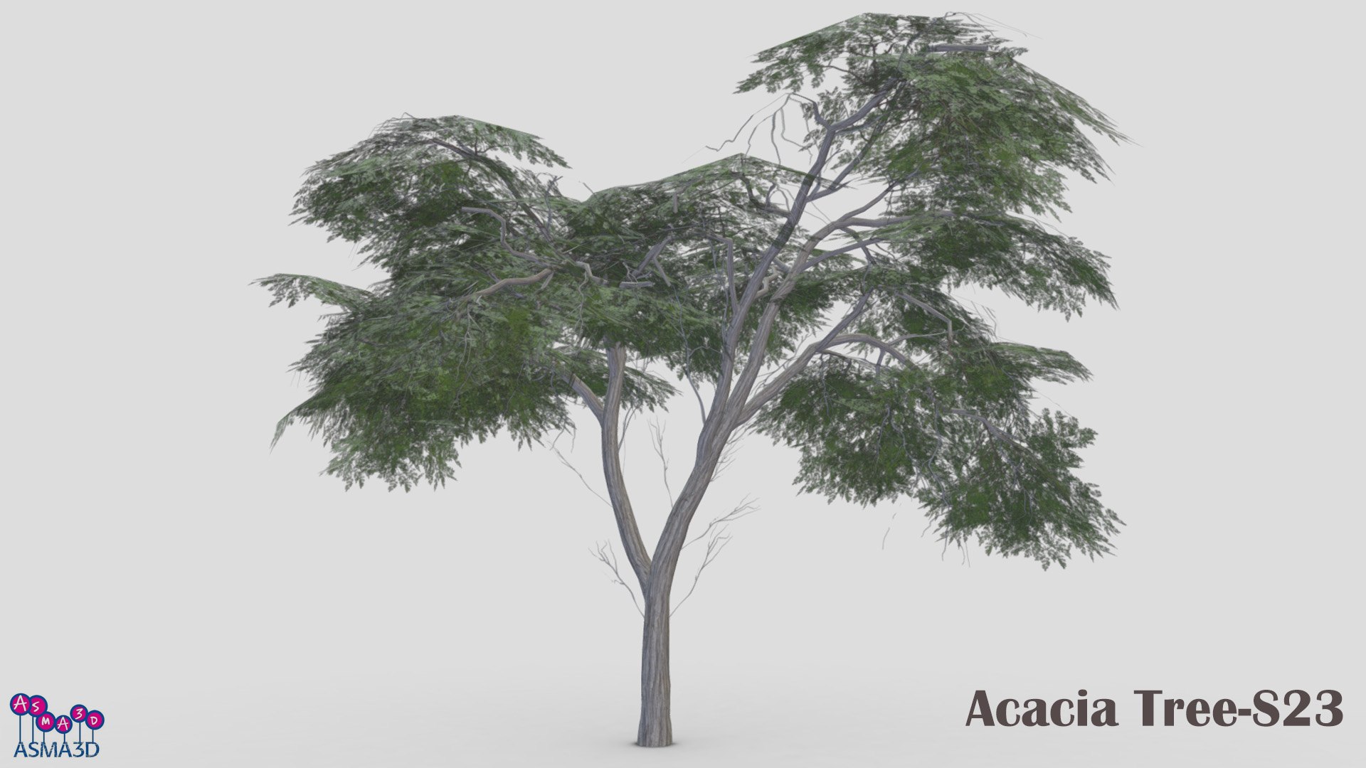 3D Acacia Tree-S23 Model - TurboSquid 2202516