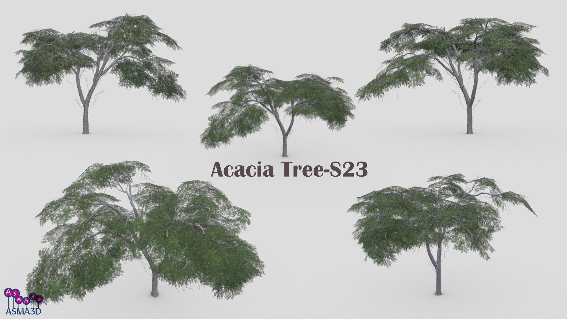 3D Acacia Tree-S23 Model - TurboSquid 2202516