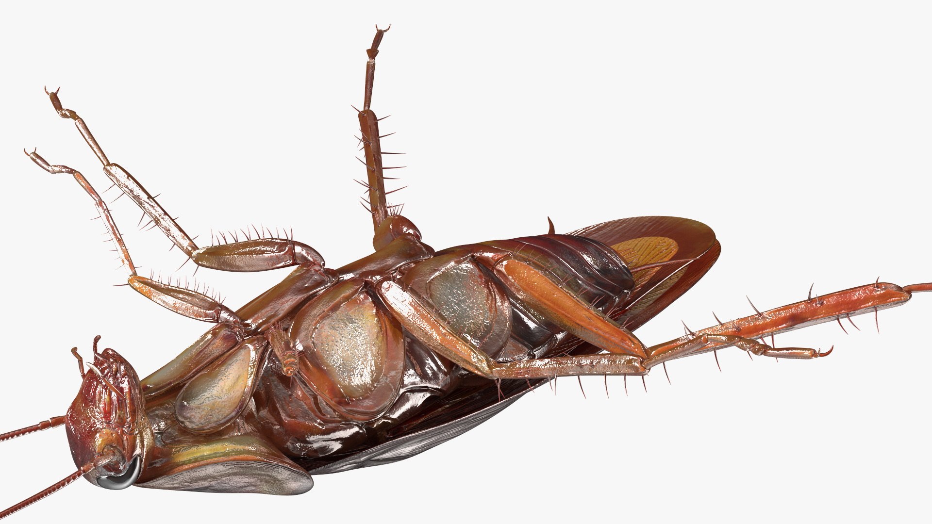 Flying Red Cockroach 3D Model - TurboSquid 2073189