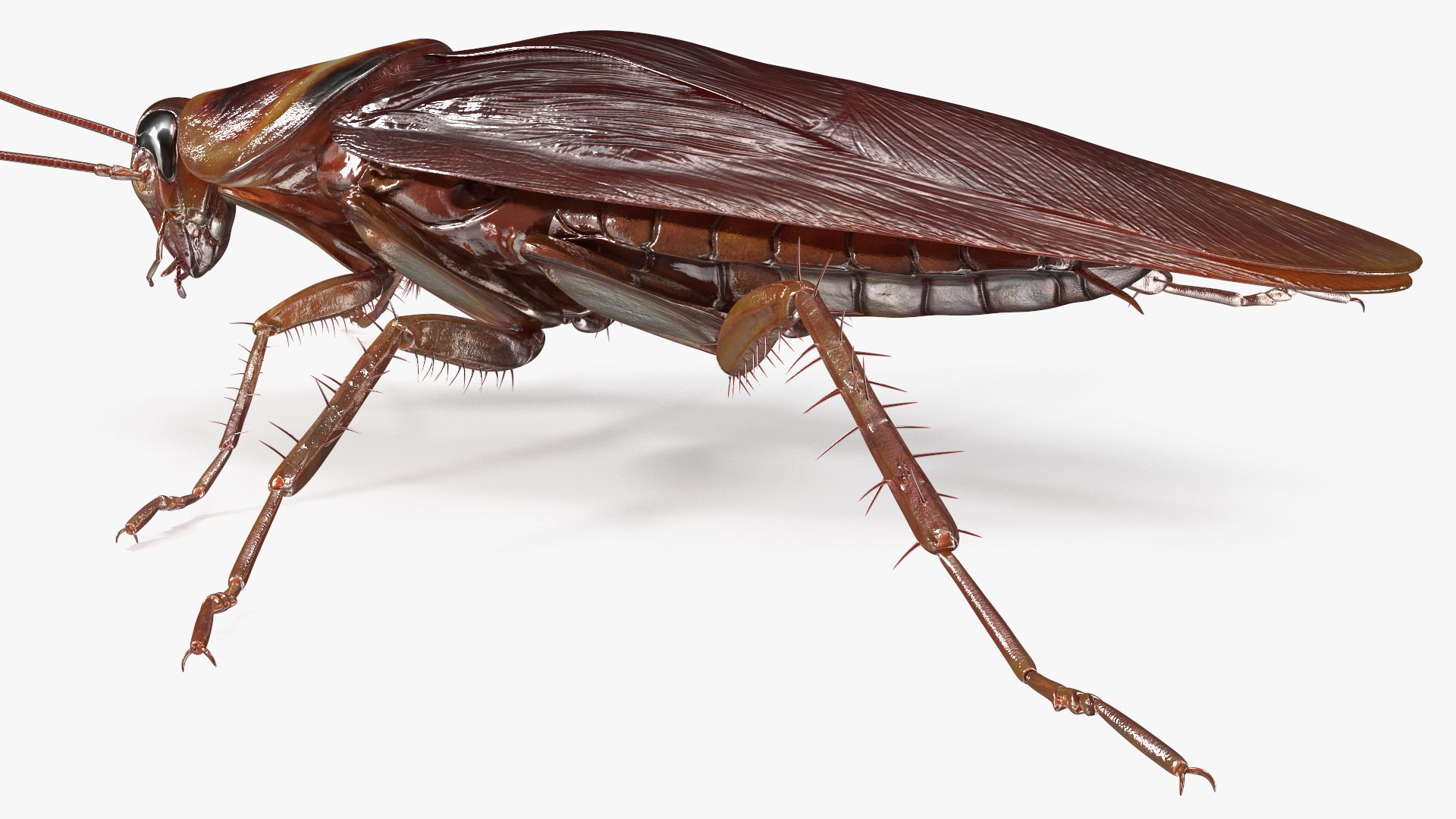 Flying Red Cockroach 3D Model - TurboSquid 2073189