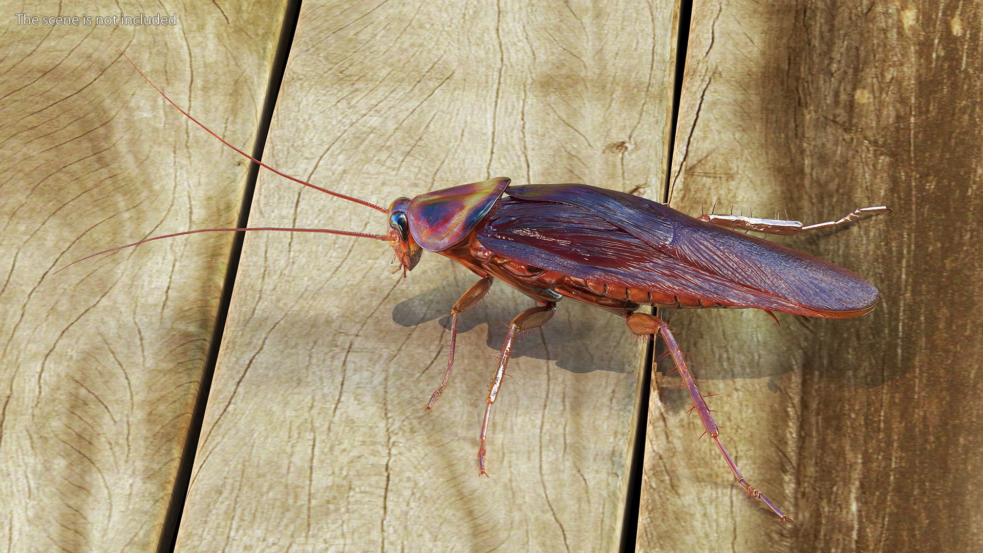Flying Red Cockroach 3D Model - TurboSquid 2073189