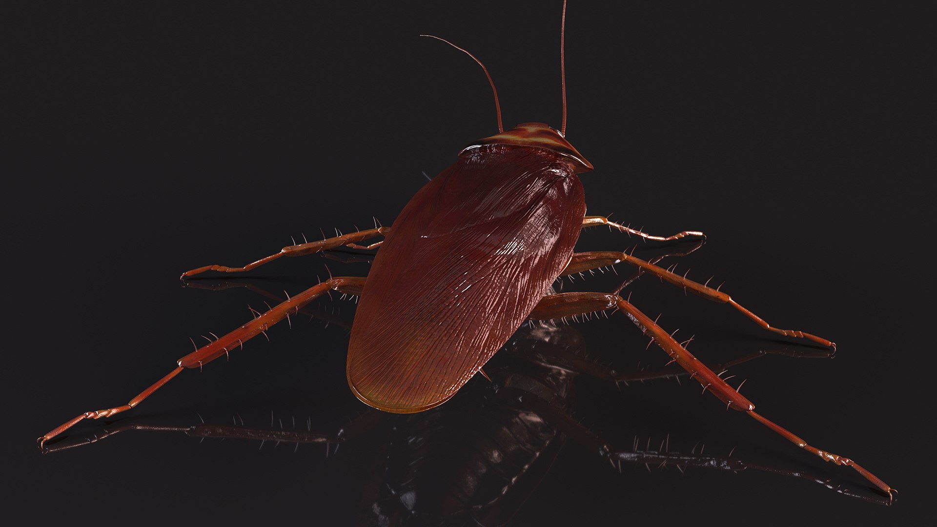 Flying Red Cockroach 3D Model - TurboSquid 2073189