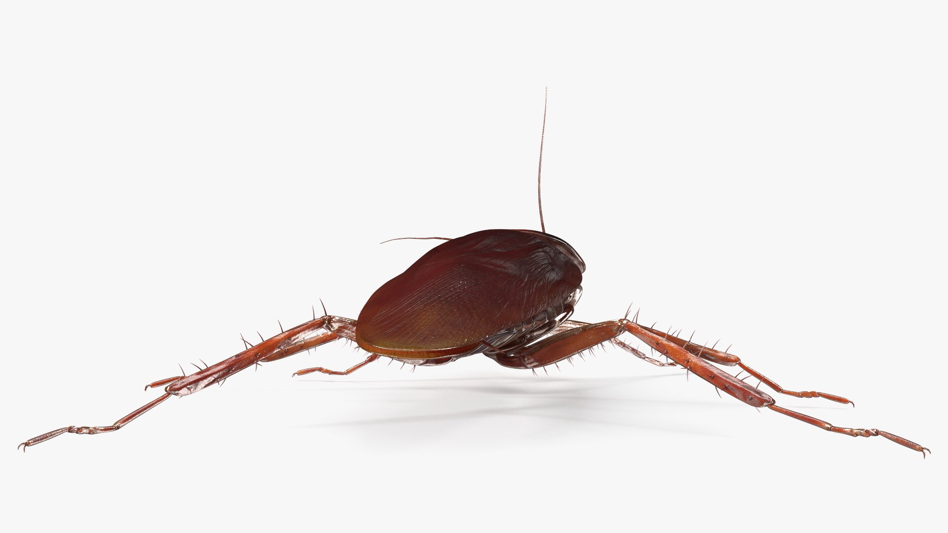 Flying Red Cockroach 3D Model - TurboSquid 2073189