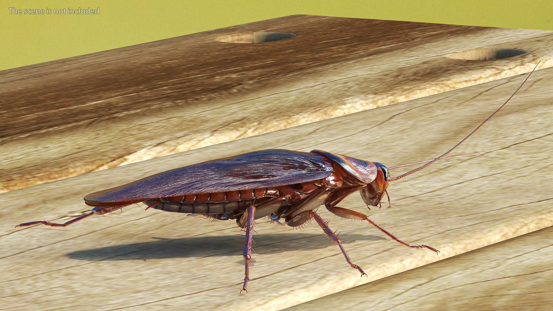 Flying Red Cockroach 3D model - TurboSquid 2073189