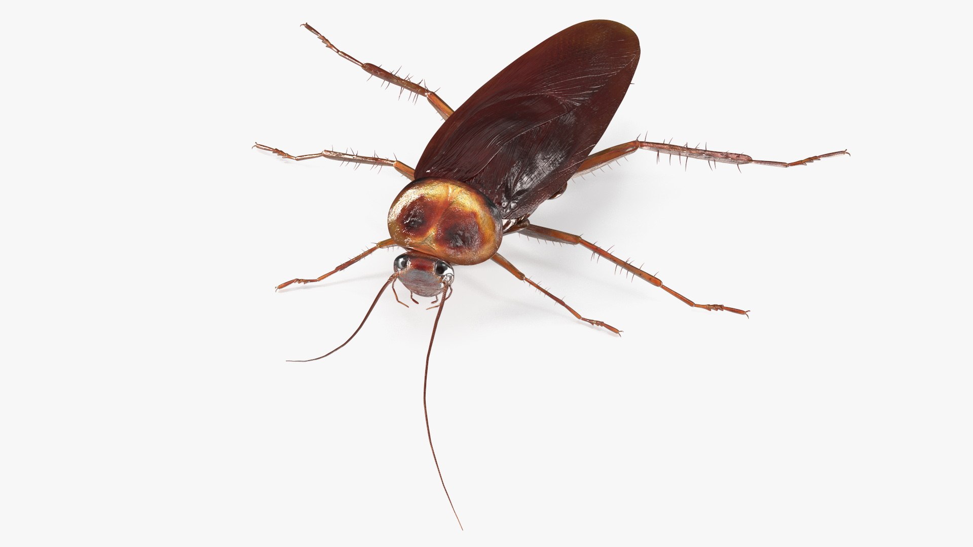 Flying Red Cockroach 3D model - TurboSquid 2073189