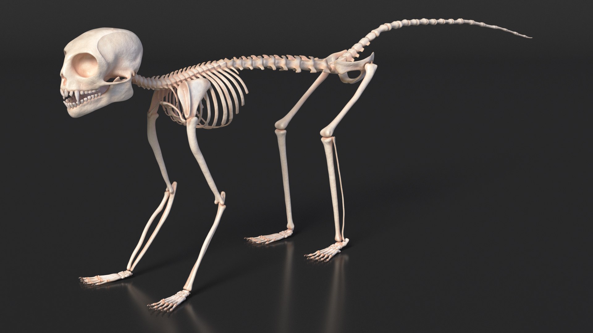Marmoset Monkey Skeleton 3D - TurboSquid 2310291