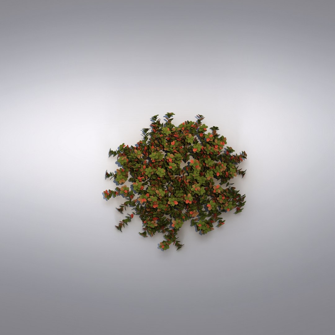 3d model small shrub