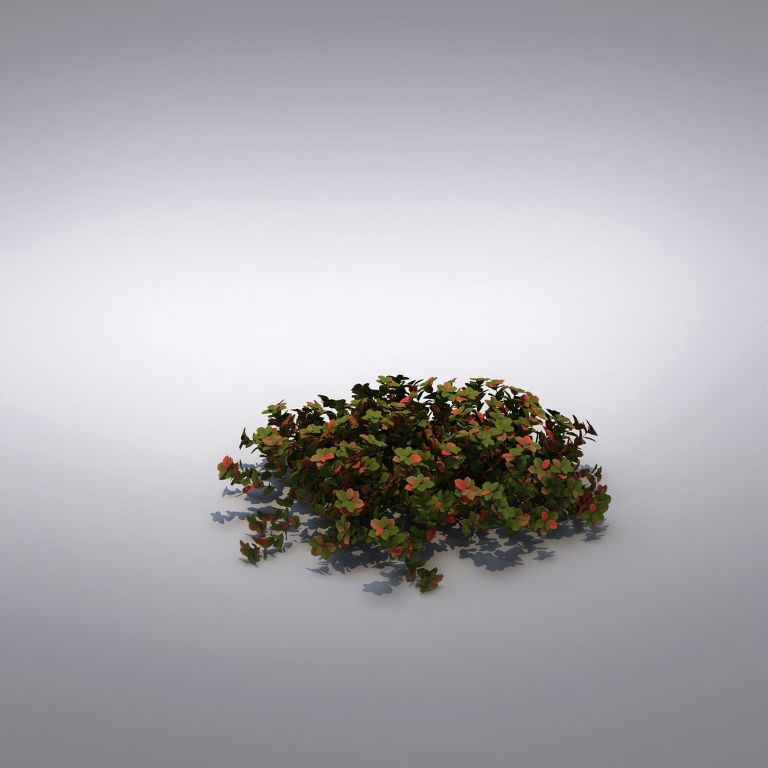 3d model small shrub