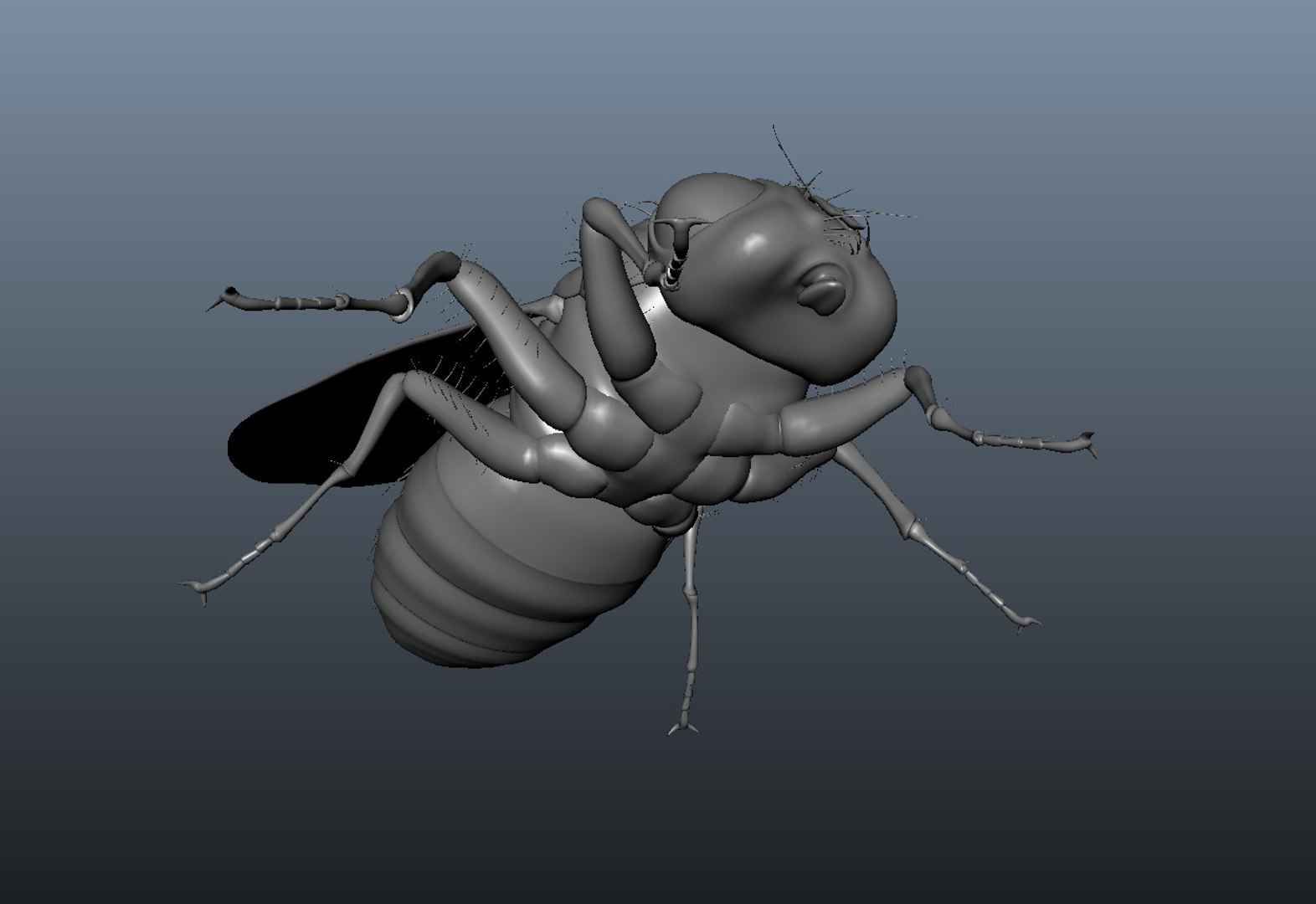 3d House Fly Model